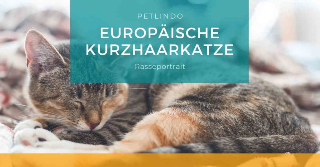 Die Europäische Kurzhaarkatze (EKH) im Rasseportrait - Petlindo