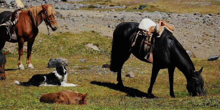 Reiten mit Hund Petlindo